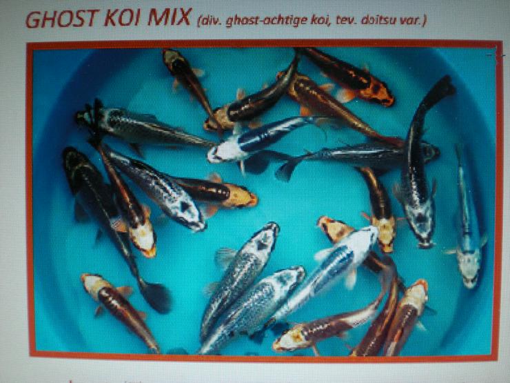 Koi in allen Größen , Störe, Goldfische,Graskarpfen sowie Biotopfische ...
